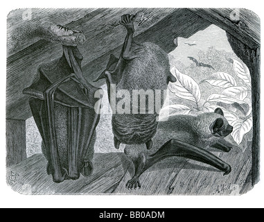 Habitat of Azores noctule (Nyctalus azoreum), Lages of Pico. Azores ...