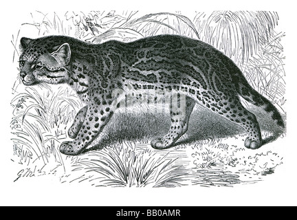 Ocelot (Leopardus pardalis), Painted Leopard McKenney s Wildcat ...
