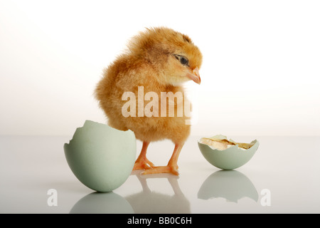 Chick and Egg. Newly hatched chick and an egg Stock Photo - Alamy