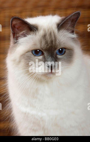 Sacred Cat of Birma, blue-point / Birman Stock Photo - Alamy