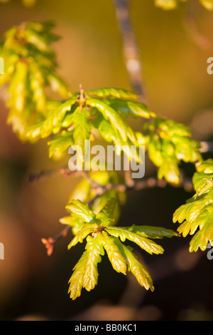 Spring UK, Oak Leaves Emerging Stock Photo - Alamy