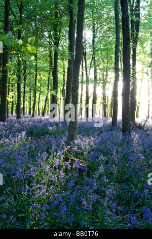 Flowers, plants and trees UK Stock Photo - Alamy