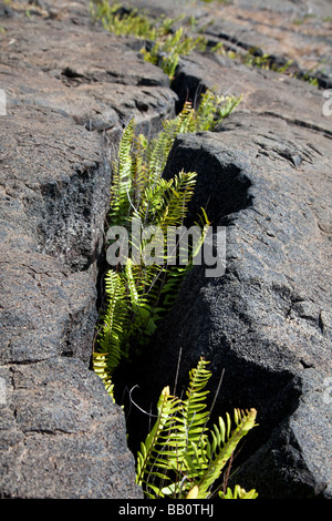 Fern growing in a crack of lava inside iki crater Stock Photo - Alamy