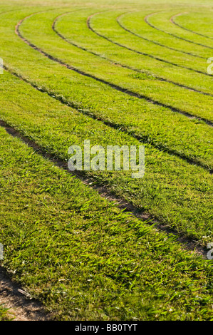 New running track and playing field, Meadowbank Stadium, Edinburgh ...