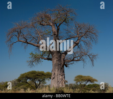 Acacia and Baobab trees Acacia Adansonia Botswana Stock Photo - Alamy