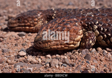 Shingleback lizard, outback Australia Stock Photo - Alamy