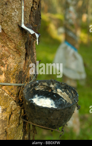 Collecting gum in a bowl on a gum-tree plantation between Kottayam and ...