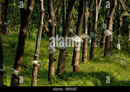 Collecting gum in a bowl on a gum-tree plantation between Kottayam and ...