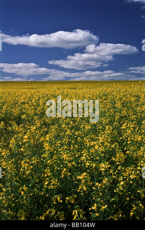Ripe canola field Western Australia Stock Photo - Alamy