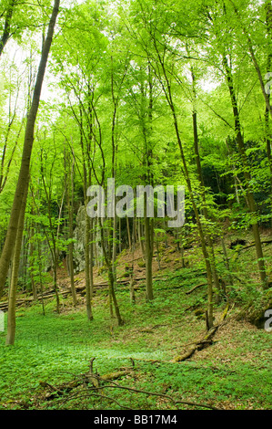 fern brushwood brush bush brake coppice underwood spinney forest green ...