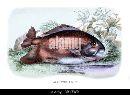 Myletes Pacu #1 Stock Photo: 23999737 - Alamy
