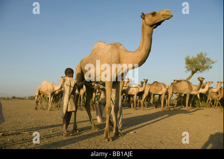 Camel herder, Afar tribe, Awash Fontale, Ethiopia Stock Photo - Alamy