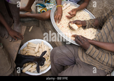 Young adults striping corn of kernels, village of Tomefa, Togo, Africa ...