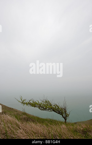 Windswept tree on a cliff edge Stock Photo - Alamy