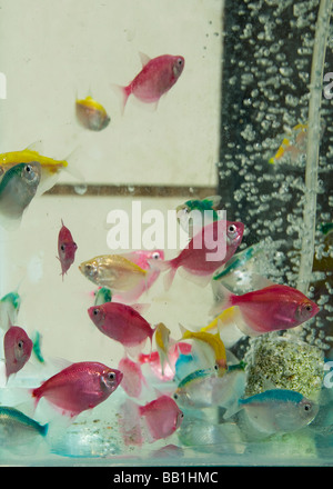 Flower market in Kunming, Yunnan province, China Stock Photo - Alamy