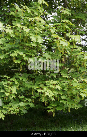Acer pseudoplatanus Sycamore tree leaves growing in a hedgerow in April ...