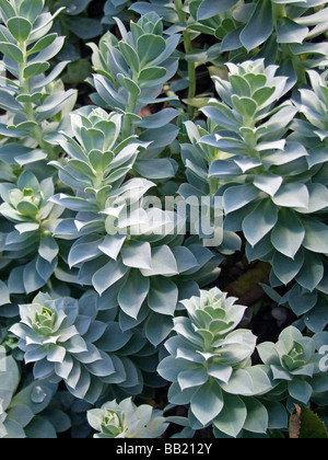 Blue spurge, Euphorbia myrsinites, in flower in spring Stock Photo - Alamy