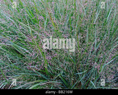 Panicum virgatum ornamental grass panicle infloresces. Switchgrass ...