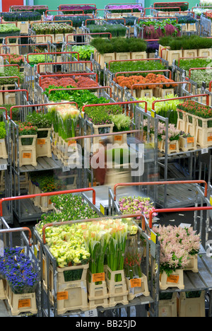 Holland, Aalsmeer, Aalsmeer flower auction, the Dutch Bloemenveiling ...