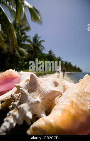 Conch Shells, Half Moon Caye, World Heritage Site-Lighthouse Reef Atoll ...