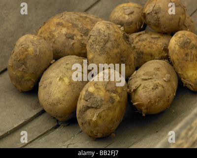 New harvest potatoes not washed with soil on table Stock Photo - Alamy