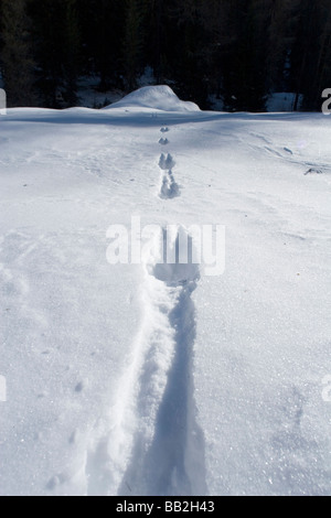 Red Deer (Cervus elaphus). Tracks in a corn field. Germany Stock Photo ...