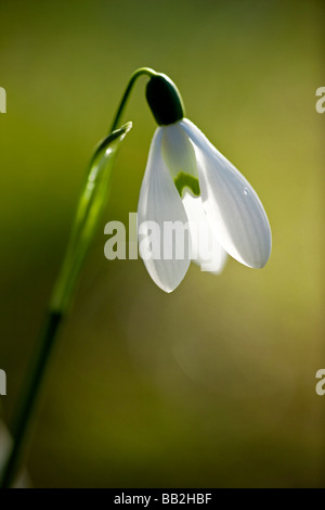 Galanthus S Arnott Stock Photo - Alamy