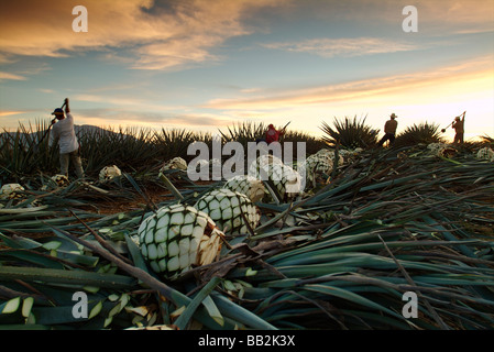 Called a Coa, the sharp, round-ended tool is used by the jimador to cut ...