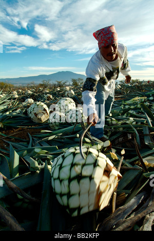 Called a Coa, the sharp, round-ended tool is used by the jimador to cut ...
