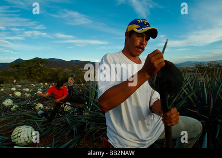 Called a Coa, the sharp, round-ended tool is used by the jimador to cut ...