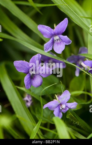 Flowering pale dog violet (Viola lactea), Estonia, Spring Stock Photo ...