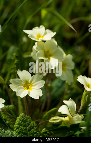 Yellow Primrose (Primula vulgaris Stock Photo - Alamy