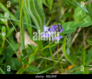 Milkwort (Polygala vulgaris) flowering bright blue beside a chalk ...