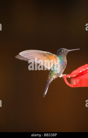 Hummingbird at the feeder in Mindo, Ecuador Stock Photo - Alamy