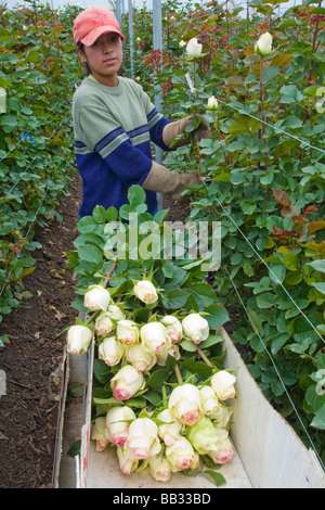 South America, Ecuador, Lasso, female worker cutting roses in rose farm ...
