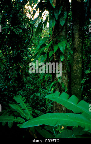 Caribbean, St. Lucia, Soufriere. Plants at the Diamond Botanical Garden ...