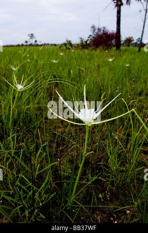 The fragrant alligator lily, Hymenocallis palmeri Stock Photo - Alamy