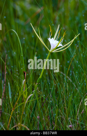 The fragrant alligator lily, Hymenocallis palmeri Stock Photo - Alamy