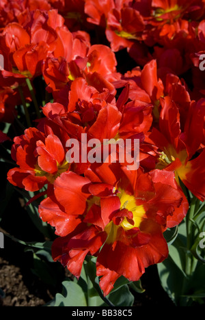 tulipa tulip abba double early red flowers fritillaria imperialis rubra ...