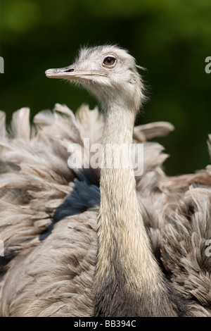 American Rhea or Common Rhea - Rhea americana Stock Photo - Alamy