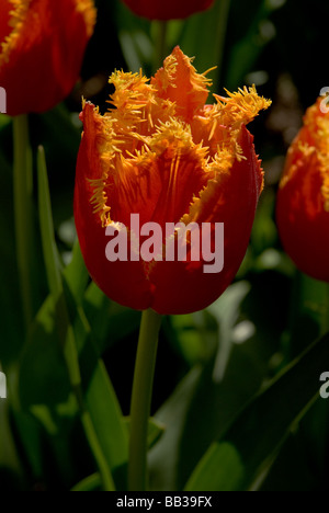 Fringed Tulip Fabio Stock Photo - Alamy