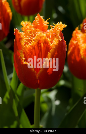 Yellow tulip blossom (Tulipan) Botanical Garden, Erlangen, Middle ...