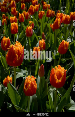 Red and yellow fringed Fabio tulips in spring, amongst other plants ...