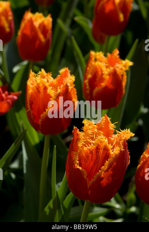 Red and yellow fringed Fabio tulips in spring, amongst other plants ...