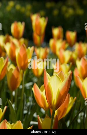 Tulipa 'Taco' - Species (div.15 Stock Photo - Alamy