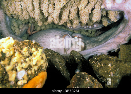 Pacific Northwest. Octopus brooding over eggs Stock Photo - Alamy