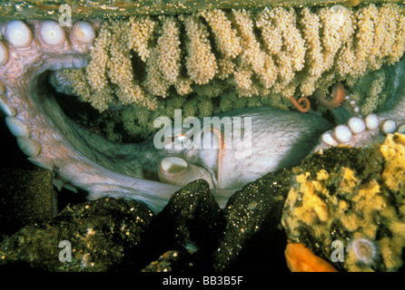 Pacific Northwest. Octopus brooding over eggs Stock Photo - Alamy