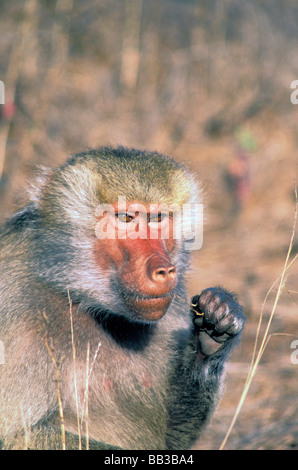 Africa, West Africa. Hamadryas Baboon (Papio hamadryas Stock Photo - Alamy