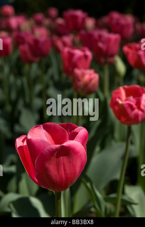 Pink Triumph tulips (Tulipa) Carola bloom in a garden in April Stock ...
