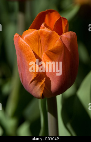 Tulipa ‘Cairo’ Triumph tulip 3 Cairo tulip - orange bronze flowers ...
